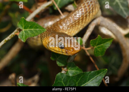 Aesculapian snake (Zamenis longissimus) ivy, Balaton Uplands National ...