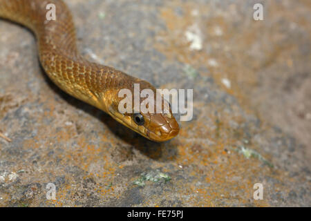 Aesculapian snake (Zamenis longissimus), Balaton Uplands National Park ...
