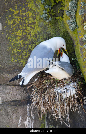 Adult seagull regurgitating food to feed chicks Stock Photo - Alamy
