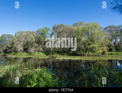 Baldwin Swamp, Bundaberg, Queensland, Australia Stock Photo - Alamy