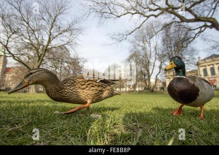 Two Mallard ducks in a tree Stock Photo: 35529671 - Alamy