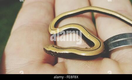 A hand holding a snake Stock Photo - Alamy