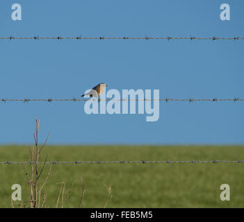 robin bird on barbed wire fence Stock Photo - Alamy