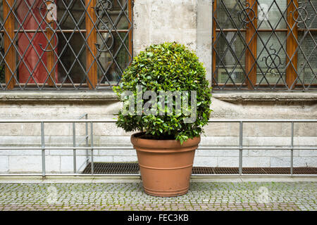 Green trimmed bush, city decoration, close up Stock Photo - Alamy