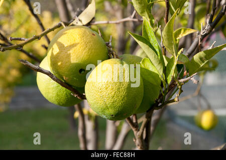 Bunch of unripened oranges on a branch Stock Photo - Alamy