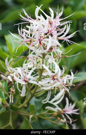 Calodendrum Capense or Cape Chestnut Tree at Kirstenbosch Gardens in ...