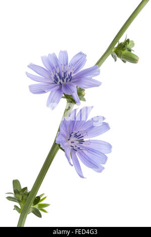 Chicory flower, isolated on white Stock Photo - Alamy