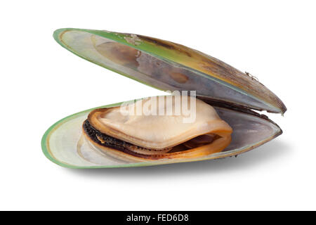 The New Zealand green-lipped mussel (Perna canaliculus) colony on a ...