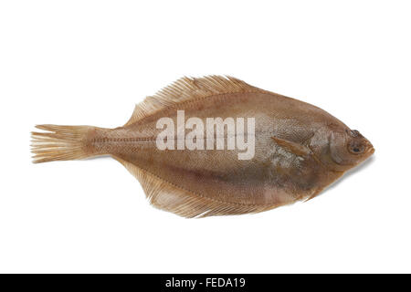 Fresh fish, dab on white background Stock Photo - Alamy