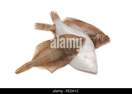 Fresh common dab fishes on white background Stock Photo - Alamy