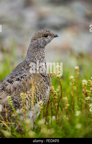 White Tailed Ptarmigan in alpine camouflage Stock Photo - Alamy