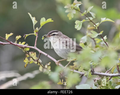 Sedge Warbler with food at RSPB Mersehead Reserve, Southwick, Dumfries ...