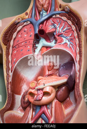 Human torso model with organs Stock Photo: 147152969 - Alamy