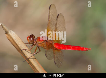 Neon Skimmer, Libellula croceipennis Stock Photo - Alamy