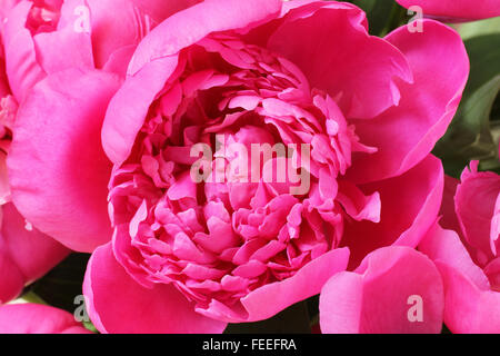 Beautiful small open hot pink peony. Closeup Stock Photo - Alamy