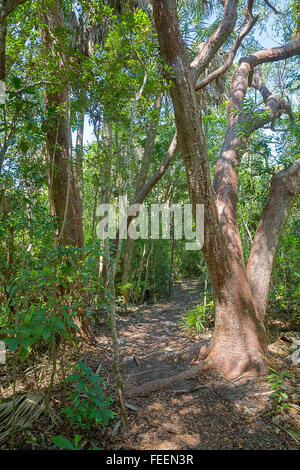 A Gumbo Limbo (Bursera simaruba) tree with red barks. The Everglades ...