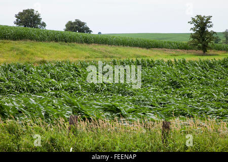 Crop damage. Corn fields showing extensive wind damage. Eastern Iowa ...