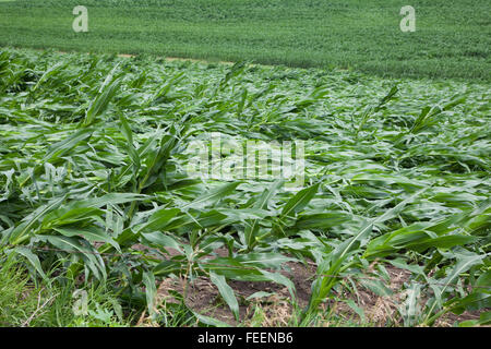 Crop damage. Corn fields showing extensive wind damage. Eastern Iowa ...