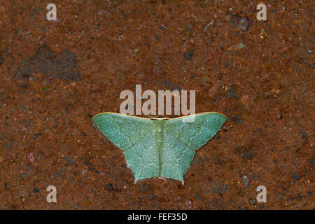 Unidentified moth. Chorla village, Karnataka, India Stock Photo - Alamy