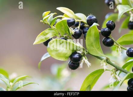 Sarcococca confusa (Sweet Box Stock Photo - Alamy