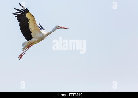 A Stork in flight in Suwalki Landscape Park, Poland Stock Photo - Alamy