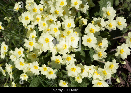 Primrose (Primula vulgaris), a spring wildflower, UK. Close-up of the ...