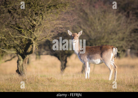 Fallow deer female in autumn forest (Dama dama Stock Photo - Alamy