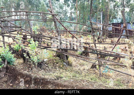 Eucalyptus tree in Addis Ababa, Ethiopia Stock Photo - Alamy