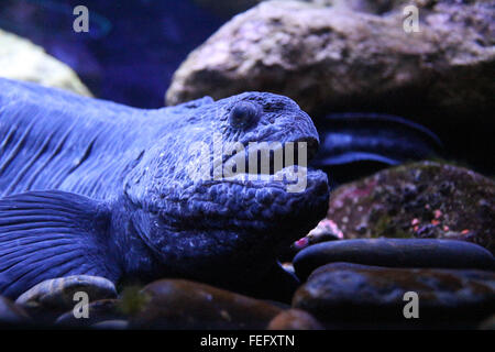 Anarrhichthys ocellatus, Wolf eel Stock Photo - Alamy