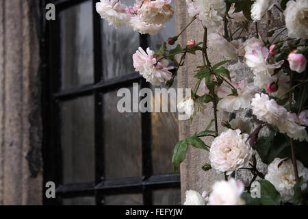 White roses rambling around a window of old grunge house Stock Photo ...