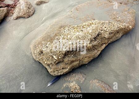 Coquina rocks on the beach, Flagler country, Florida Stock Photo - Alamy