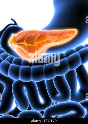 Cross section of human pancreas, showing the pancreatic duct. Also ...