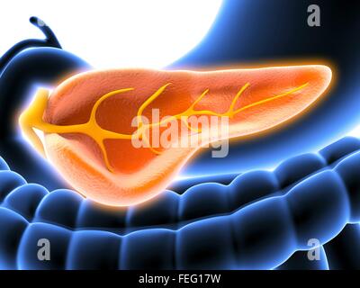 Cross section of human pancreas, showing the pancreatic duct. Also ...