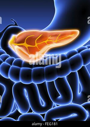 Cross section of human pancreas, showing the pancreatic duct. Also ...