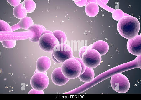 Computer illustration of fungi (yeast). Candida albicans is found on ...