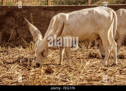 Niger, Niamey. Lake Chad Cow, Kuri Breed, descended from Bos Taurus ...