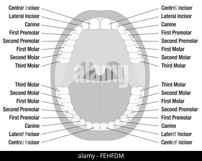 Adult teeth with names. Illustration on black background Stock Photo ...