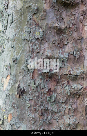 Chestnut Tree Bark Patterns Stock Photo - Alamy