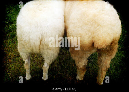 Sheep Rear End on White Background Stock Photo - Alamy