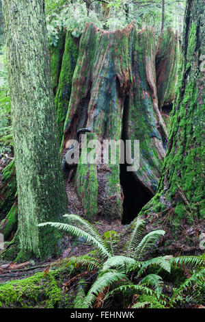 Decaying stump of a Cedar tree with springboard notches from early ...