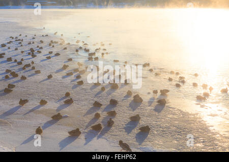 Ducks on ice freezing cold morning Stock Photo - Alamy