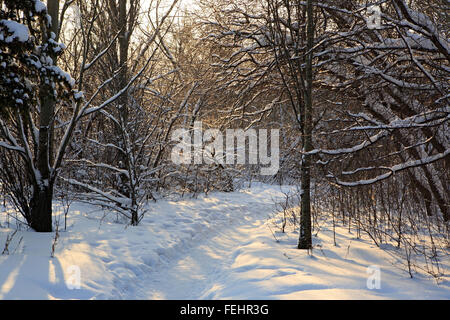 Path in snow drifts through the trees Stock Photo - Alamy