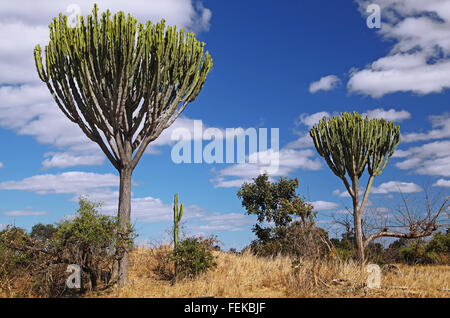 Spurge (Euphorbia) at Kafue National Park, Zambia, spurge at Kafue ...