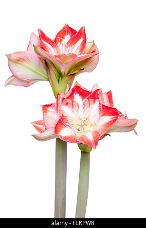Amaryllis Minerva, indoor pot plant Stock Photo - Alamy