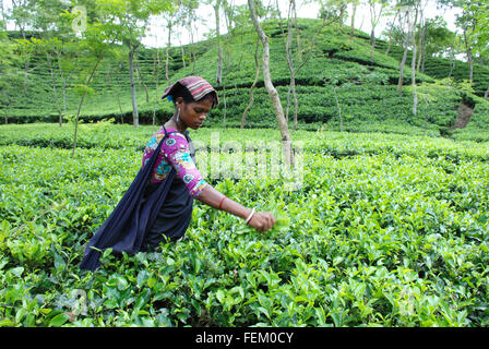Tea estate workers plucking tea leaves. This is the first plucking of ...