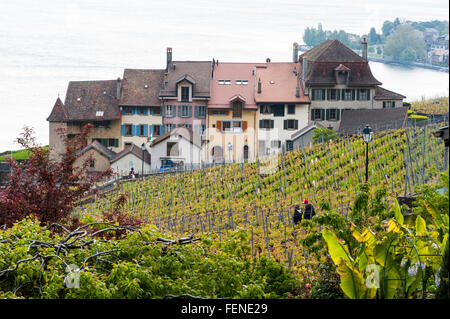 Epesses, Switzerland, Europe, canton Vaud, Lavaux, wine-growing area ...