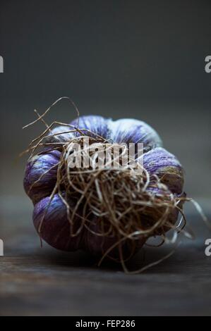 Whole garlic bulb with roots Stock Photo - Alamy