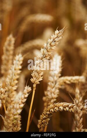 close up view on ear of corn on the cob Stock Photo - Alamy