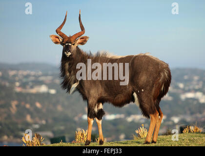The Nyala is one of the most beautiful buck species in Africa. They are ...