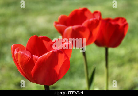 Three red tulips, sunlit, background green meadow with dandelions Stock ...
